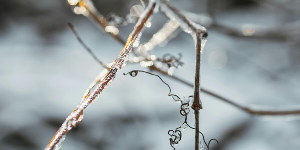 Gyenge fagy után felmelegedés | Magyar Szó