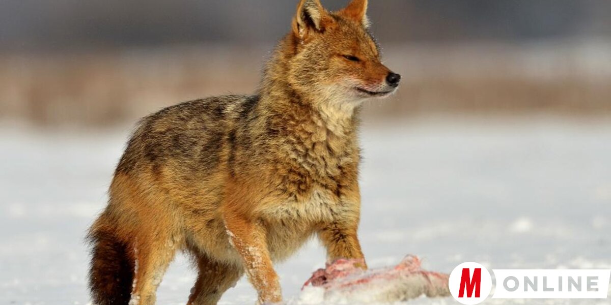 Bárányokat visz a sakál | Magyar Szó